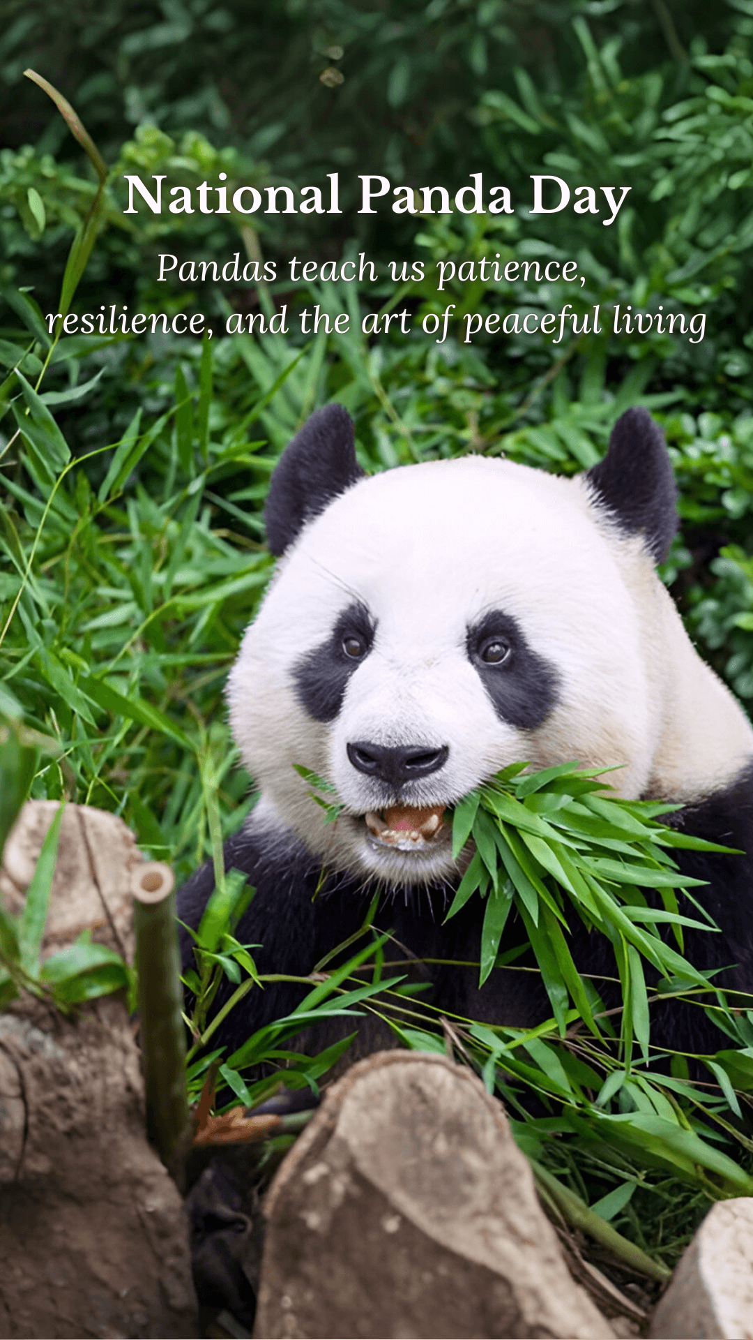 National Panda Day – Dbuzz